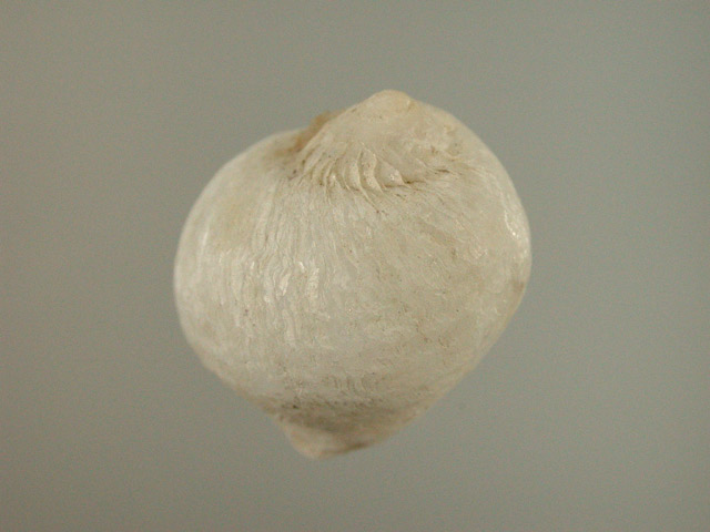 木村蒹葭堂貝石標本：：：