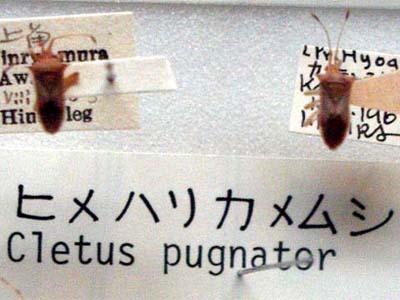 Cletus pugnator