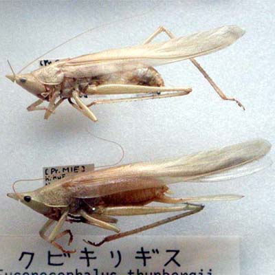 Euconocephalus thunbergii