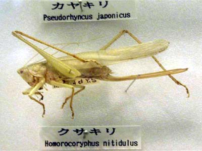 Homorocoryphus nitidulus