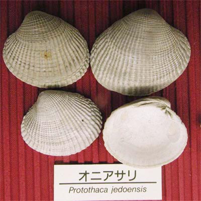 Protothaca jedoensis