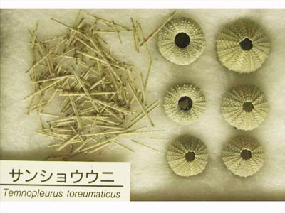 Temnopleurus toreumaticus