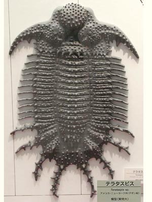 Terataspis sp.