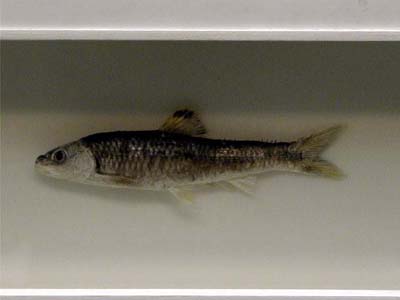 Sarcocheilichthys variegatus microoculus