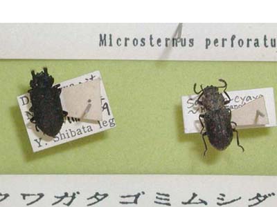 Atasthalomorpha dentifrons