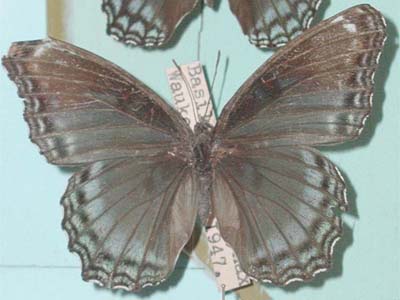 Basilarchia astyanax