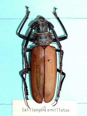 Callipogon armillatus