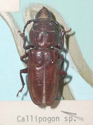 Callipogon sp.