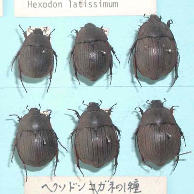 Hexodon unicolor