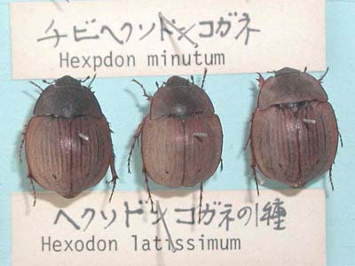 Hexodon latissimum