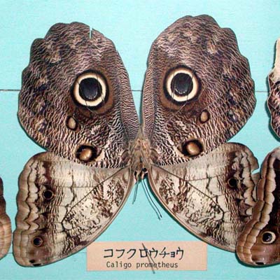 Caligo prometheus