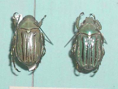 Plusiotis sp.
