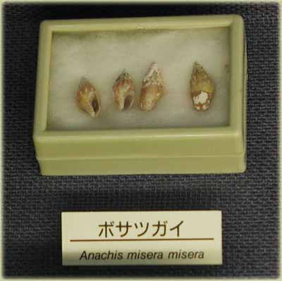 Anachis misera misera