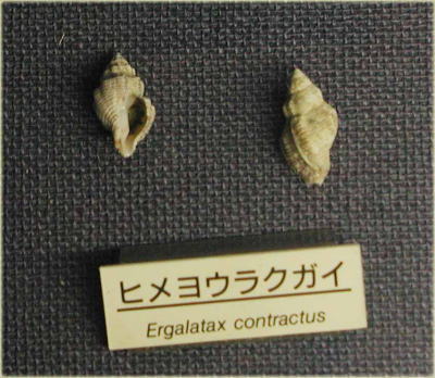 Ergalatax contractus