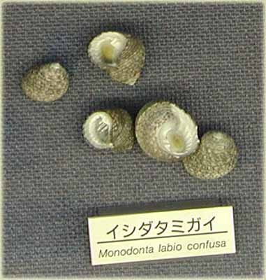 Monodonta labio confusa