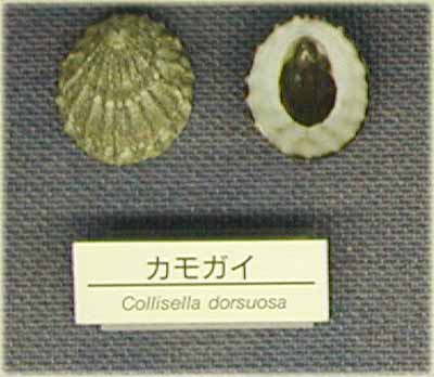 Collisella dorsuosa