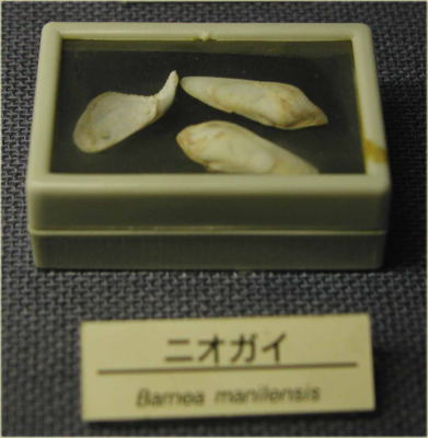 Barnea manilensis
