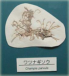 Champia parvula